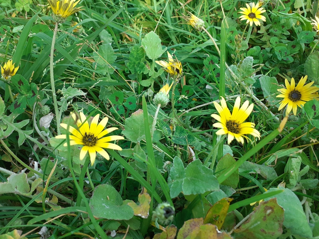 Capeweed from 4100 Porto, Portugal on April 13, 2024 at 04:52 PM by ...