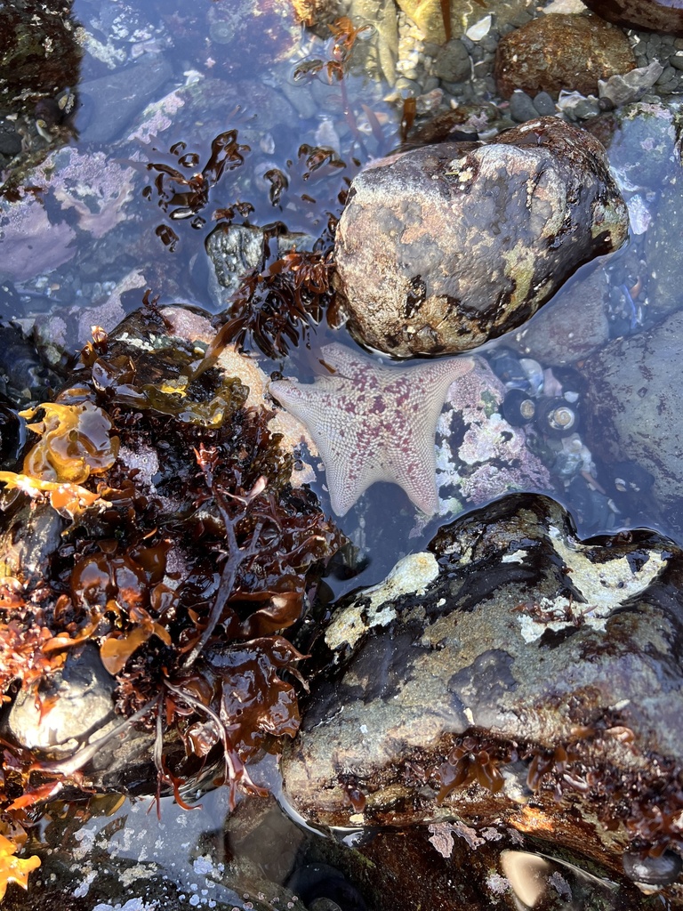 Bat Star from North Pacific Ocean, CA, US on April 11, 2024 at 08:30 AM ...