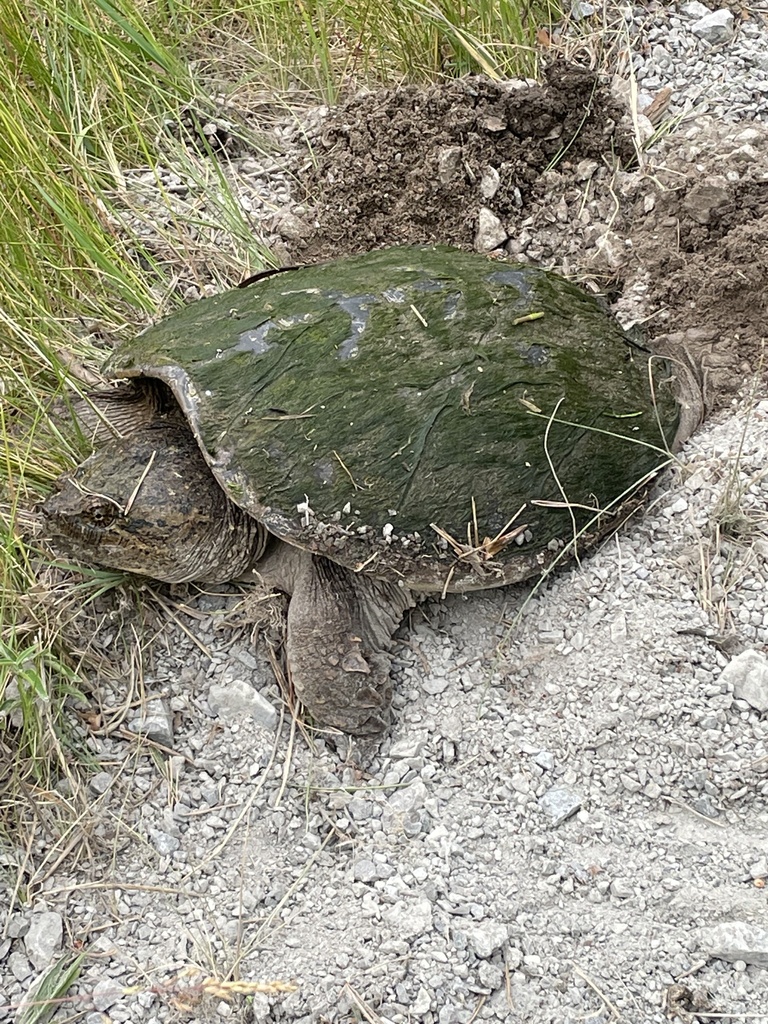 Common Snapping Turtle from Luce Dr, Ajax, ON, CA on June 10, 2023 at ...