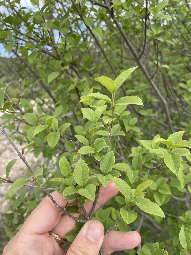 Netleaf Forestiera from S Dakota Hwy 52300, Rocksprings, TX, US on ...