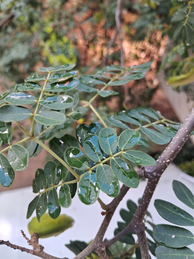 Brazilian ironwood (Libidibia ferrea) - Botanical Realm