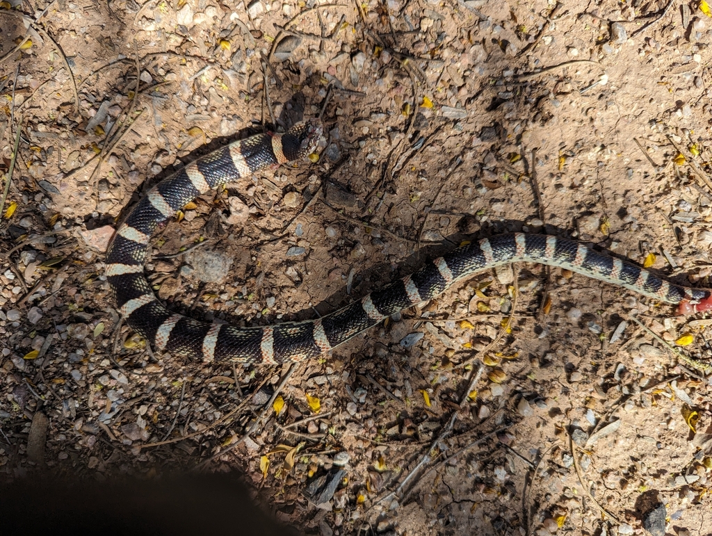 Long-nosed Snake from Mesa, AZ 85207, USA on April 13, 2024 at 09:47 AM ...