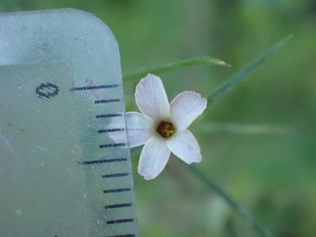 Jones' Linanthus from Organ Pipe Cactus National Monument, Pima County ...