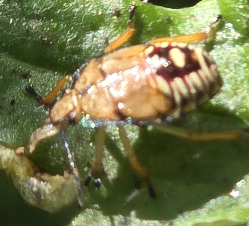 Winged and Once-winged Insects from North Lake Waco, Waco, TX, USA on ...