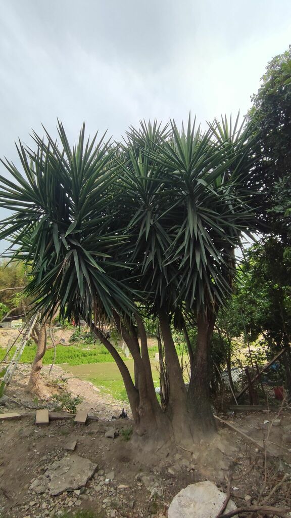 Spineless Yucca from Fu Tei Au, Sheung Shui, Hong Kong on April 13 ...