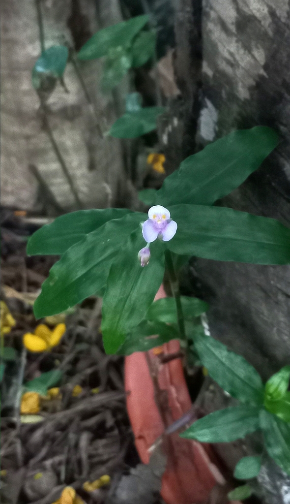 Tripogandra diuretica from Camobi, Santa Maria - RS, Brasil on April 13 ...
