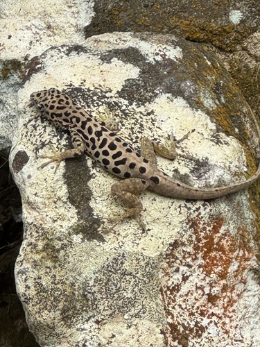 Saban Anole (Anolis sabanus) - Snakes and Lizards