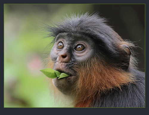 Temminck's Red Colobus (Subspecies Piliocolobus badius temminckii ...
