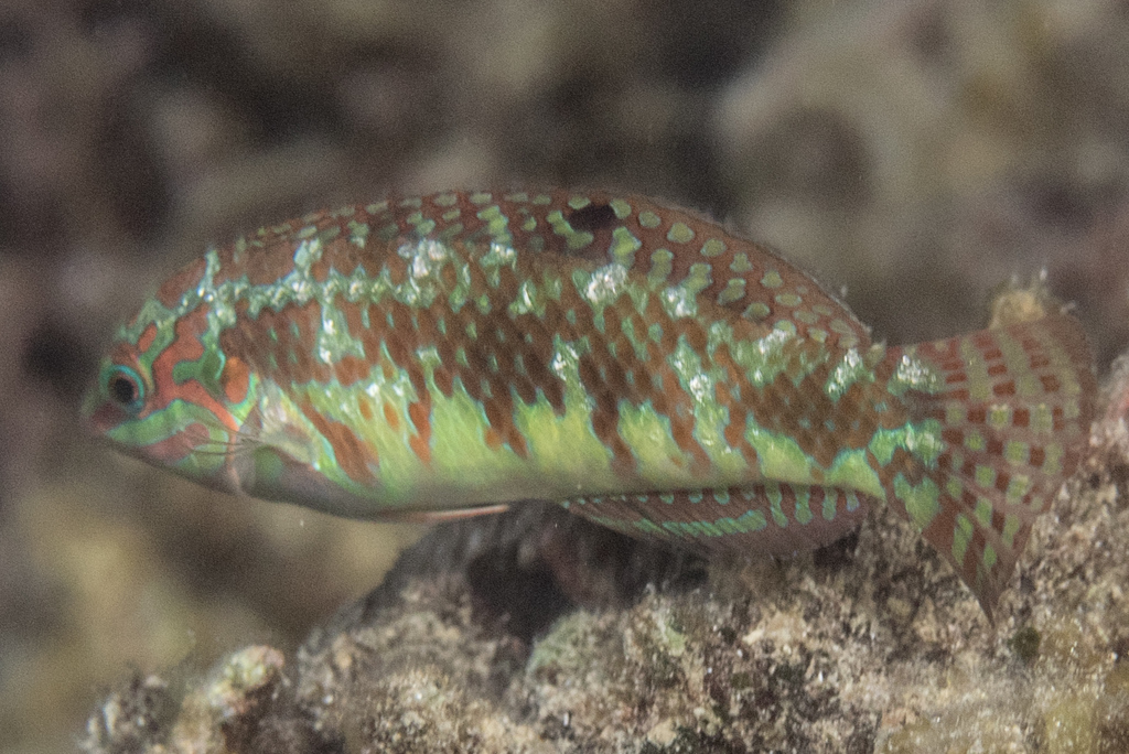 Weedy Surge Wrasse (Fish of Randwick Council costal area: Coogee Beach ...