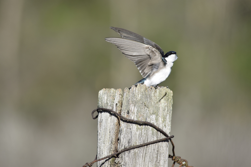 Tree Swallow from Hocking County, OH, USA on April 13, 2024 at 09:35 AM ...