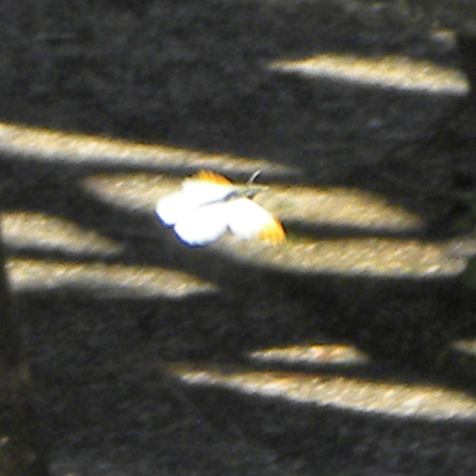 Falcate Orangetip in April 2024 by M. Whitson. I've never seen one of ...