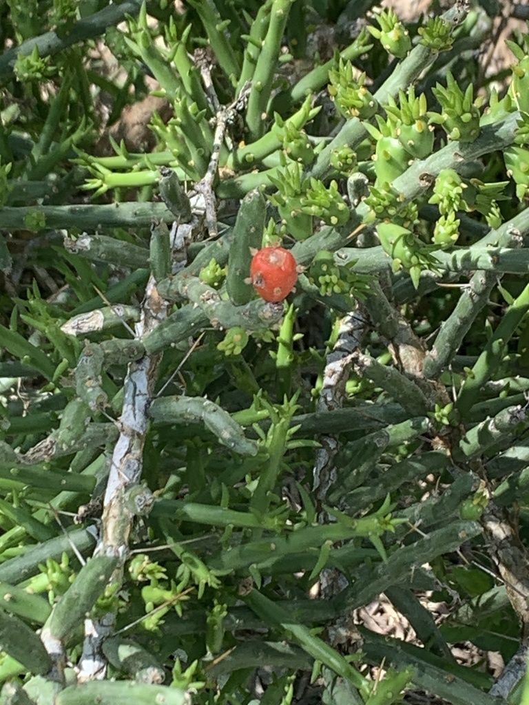 Christmas cholla from Lone Star Pass, San Antonio, TX, US on April 13 ...