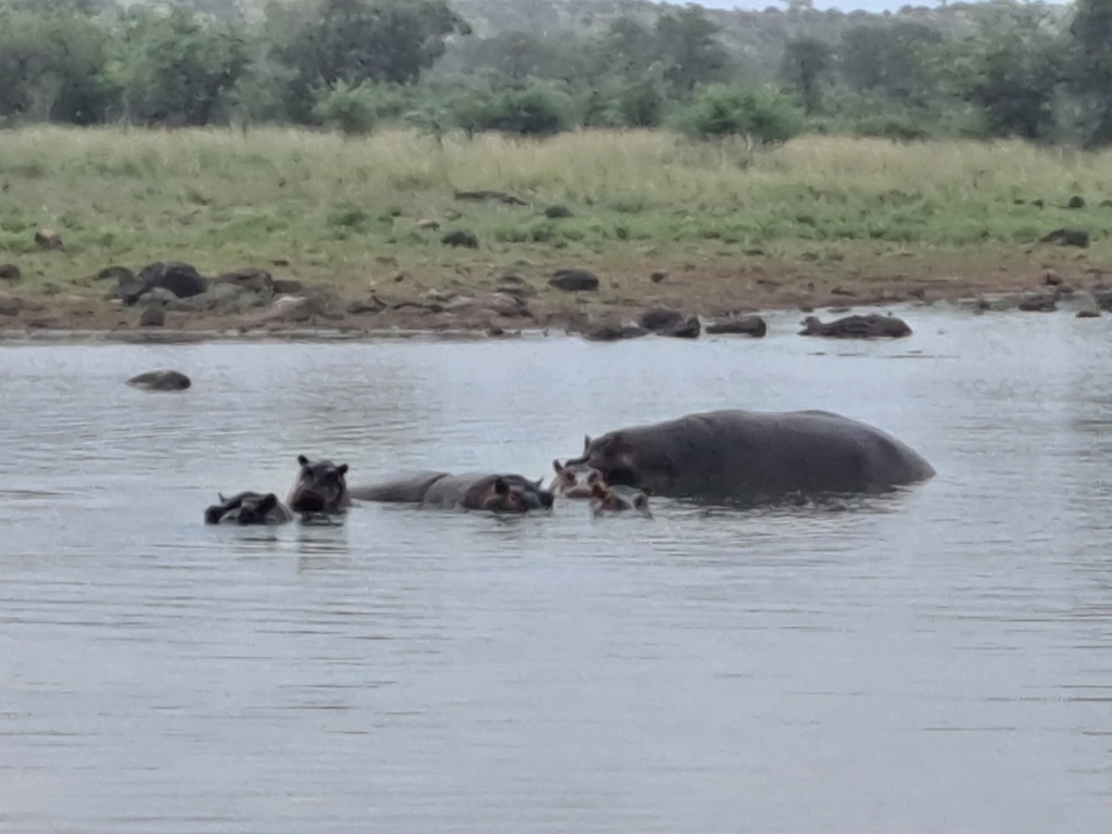 Common Hippopotamus in April 2024 by glorysummay · iNaturalist