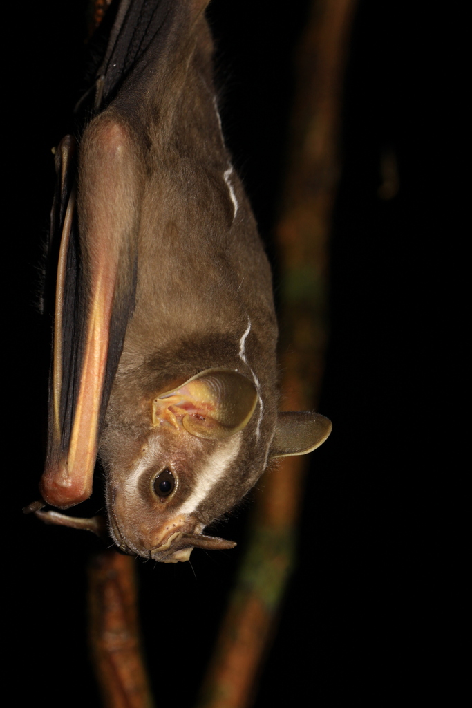 great stripe-faced bat from JP6C+39Q Réserve naturelle régionale Trésor ...
