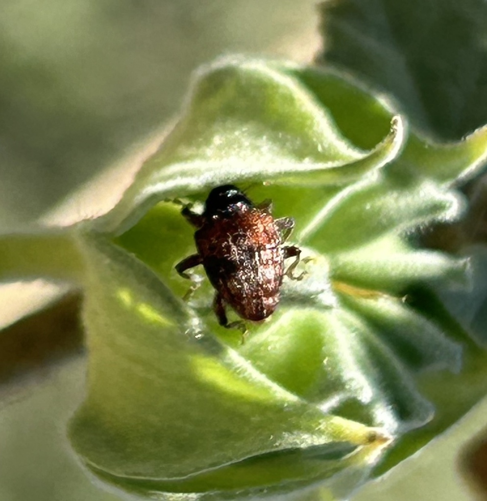 True Weevils from Arizona-Sonora Desert Museum, Tucson, AZ, US on April ...