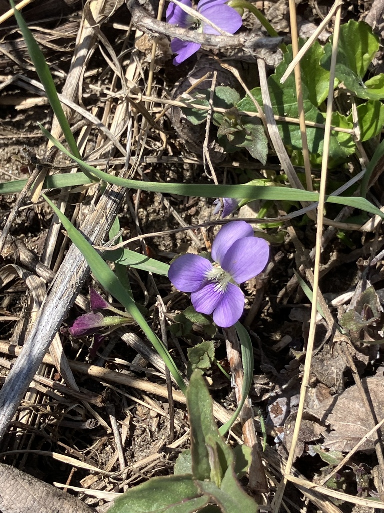 common blue violet from Minnesota Valley National Wildlife Refuge ...