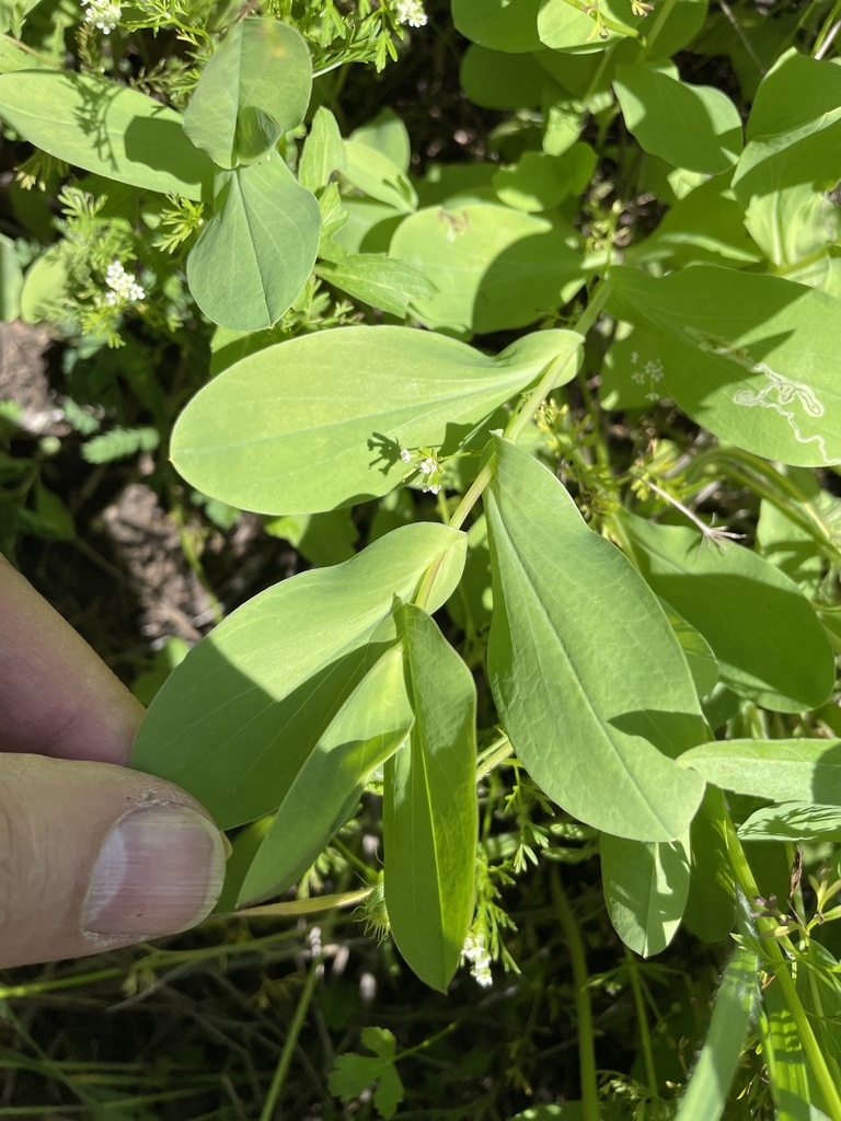 Thorow Wax From Arcadia Trail Park Fort Worth Tx Us On April 13