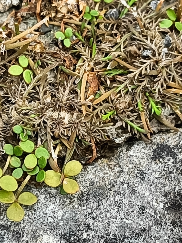 miniature brass-buttons from Lake Coleridge 7572, New Zealand on April ...