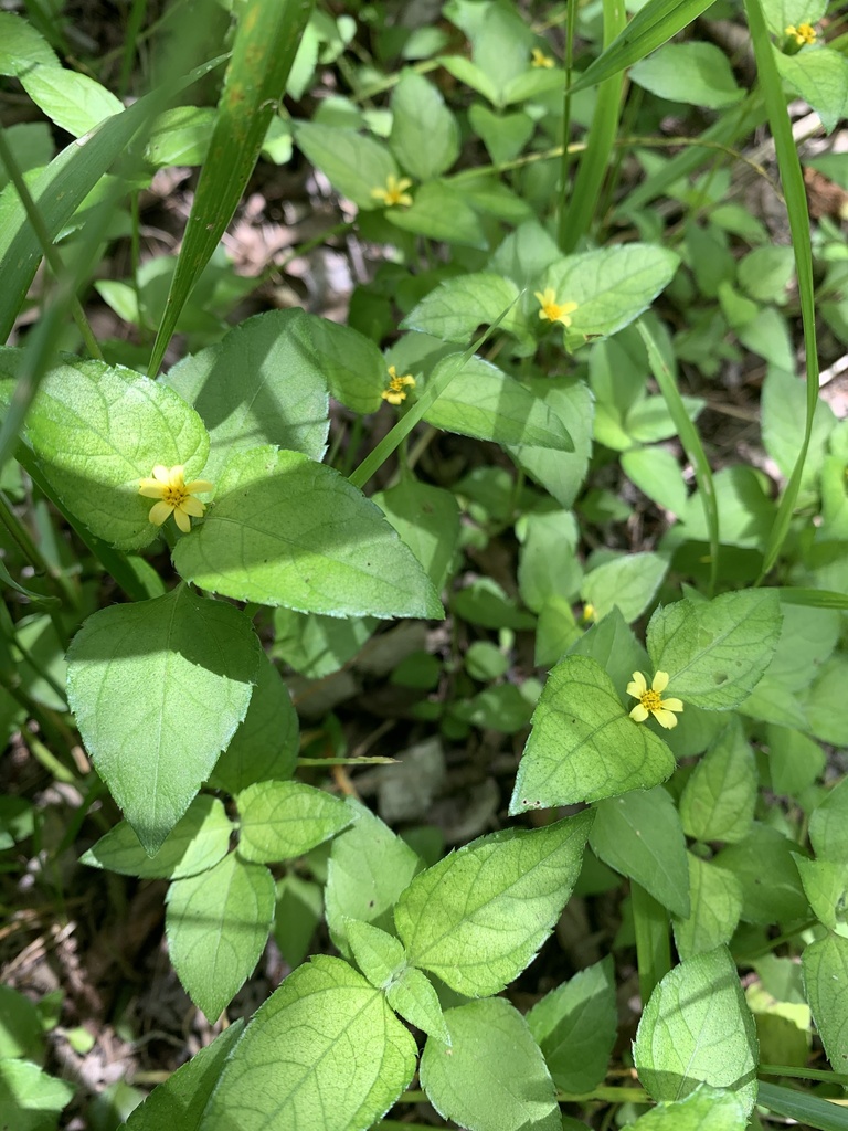 straggler daisy from Tarrytown, Austin, TX, US on April 13, 2024 at 02: ...