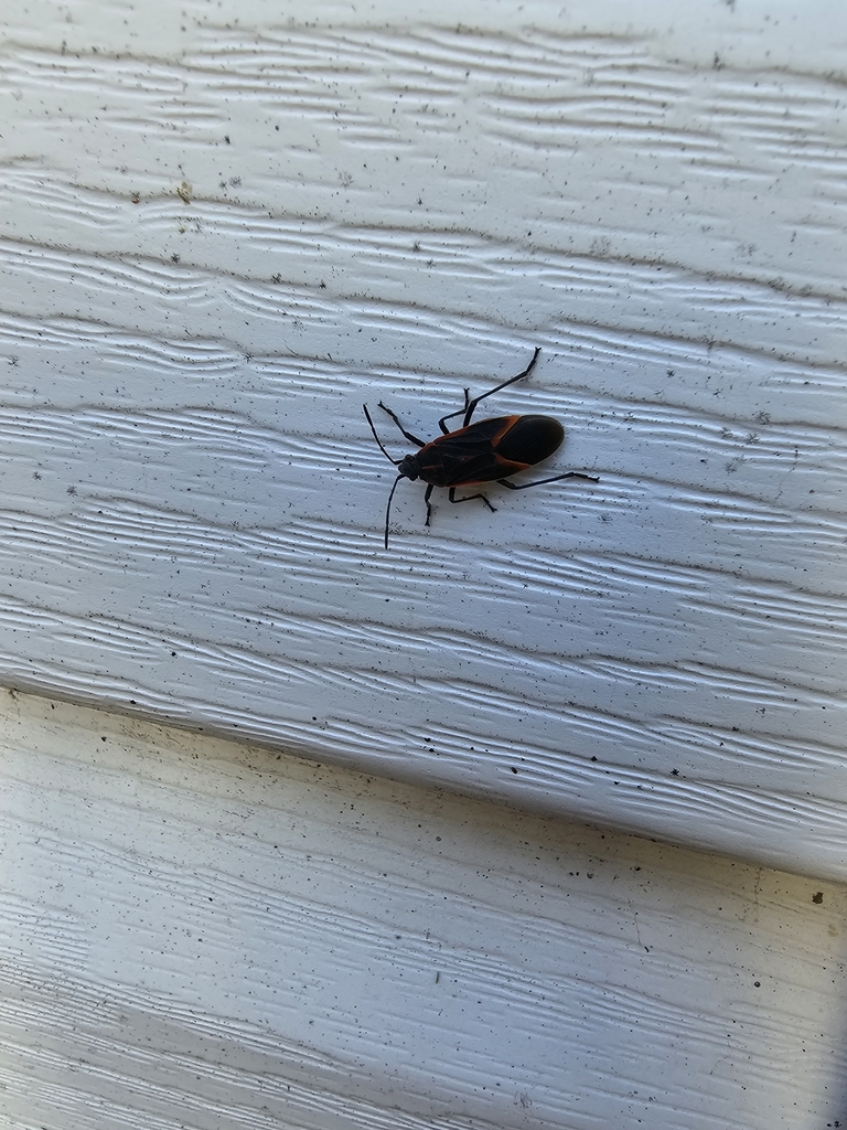 Eastern Boxelder Bug from Bay View, Milwaukee, WI 53207, USA on April ...