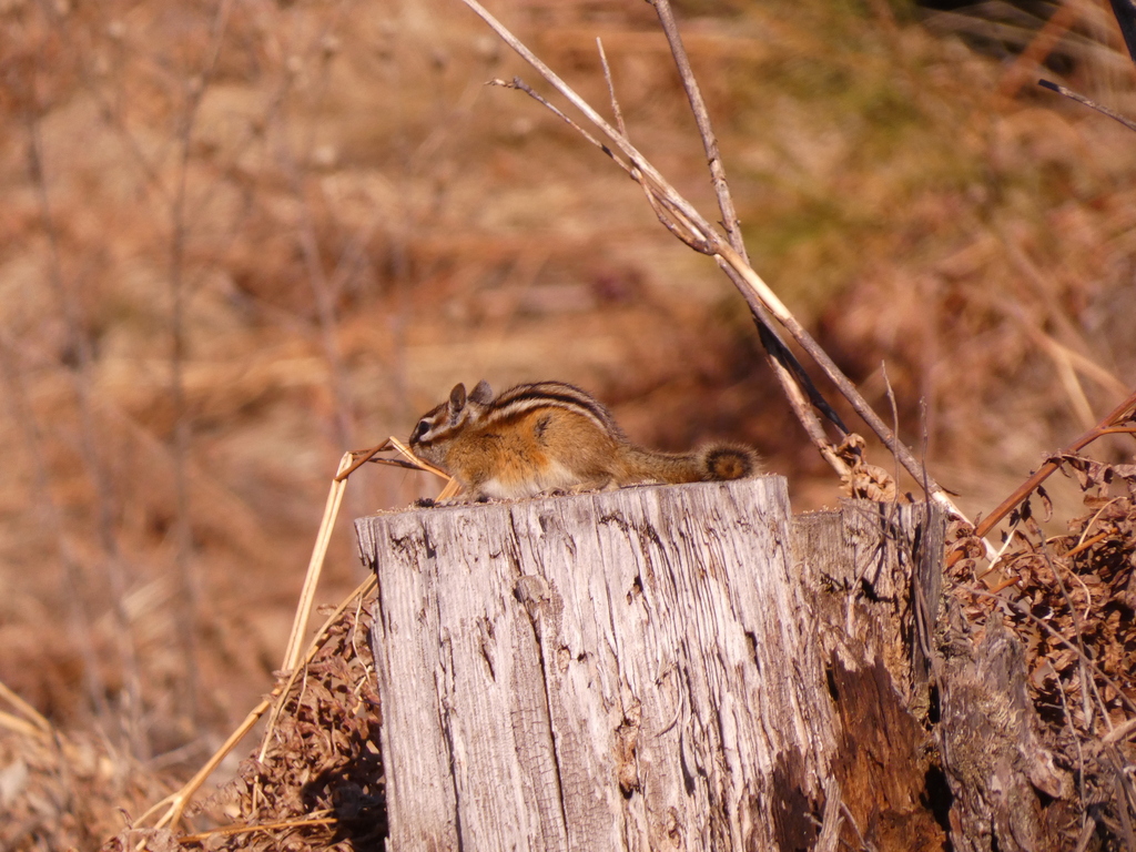 Least Chipmunk from Baraga County, MI, USA on April 13, 2024 at 10:03 ...