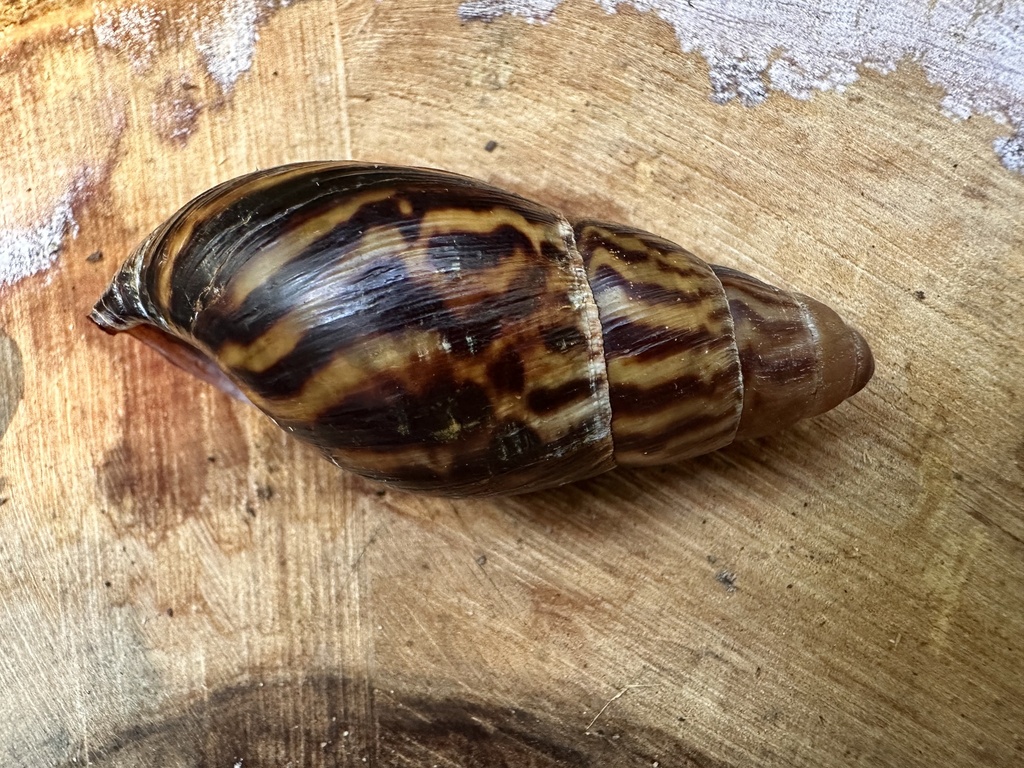 Zebra Agate Snail from Garden Route (Tsitsikamma, Knysna, Wilderness ...