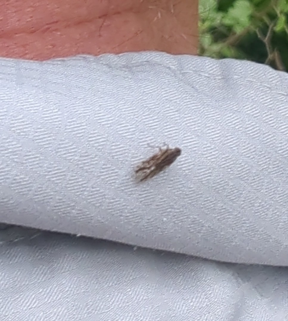 Winged and Once-winged Insects from Kermit/Jasper, Austin, TX 78703 ...