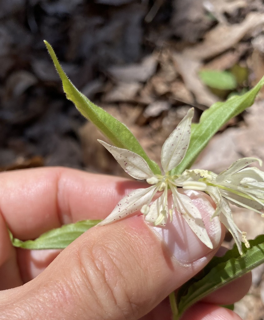 spotted mandarin from Nantahala National Forest, Franklin, NC, US on ...