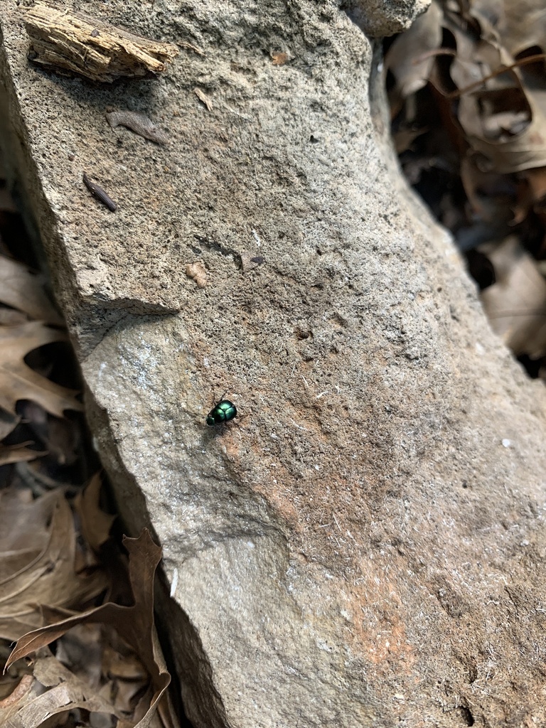 Emerald Flower Scarab from Kermit, Austin, TX, US on April 13, 2024 at ...