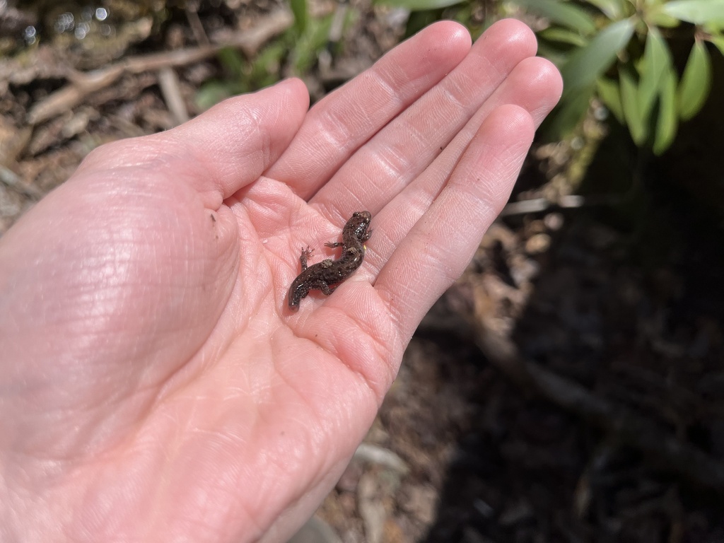 Blue Ridge Dusky Salamander in April 2024 by Matthew. Lifer! · iNaturalist