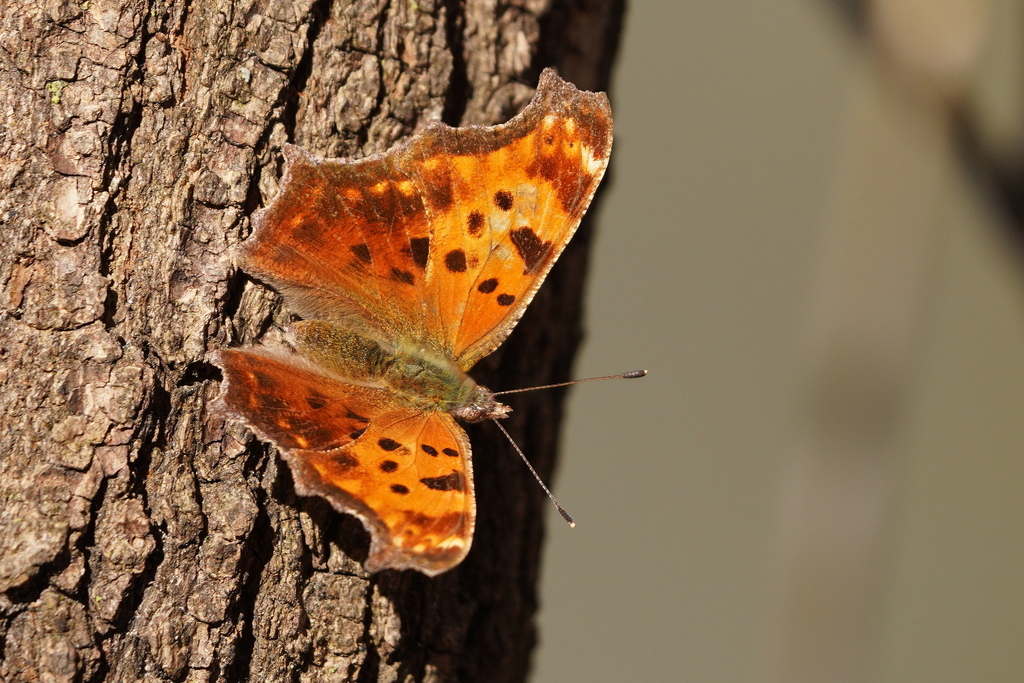 Eastern Comma from 405 Rue Riendeau, Saint-Jean-sur-Richelieu, QC J2X ...