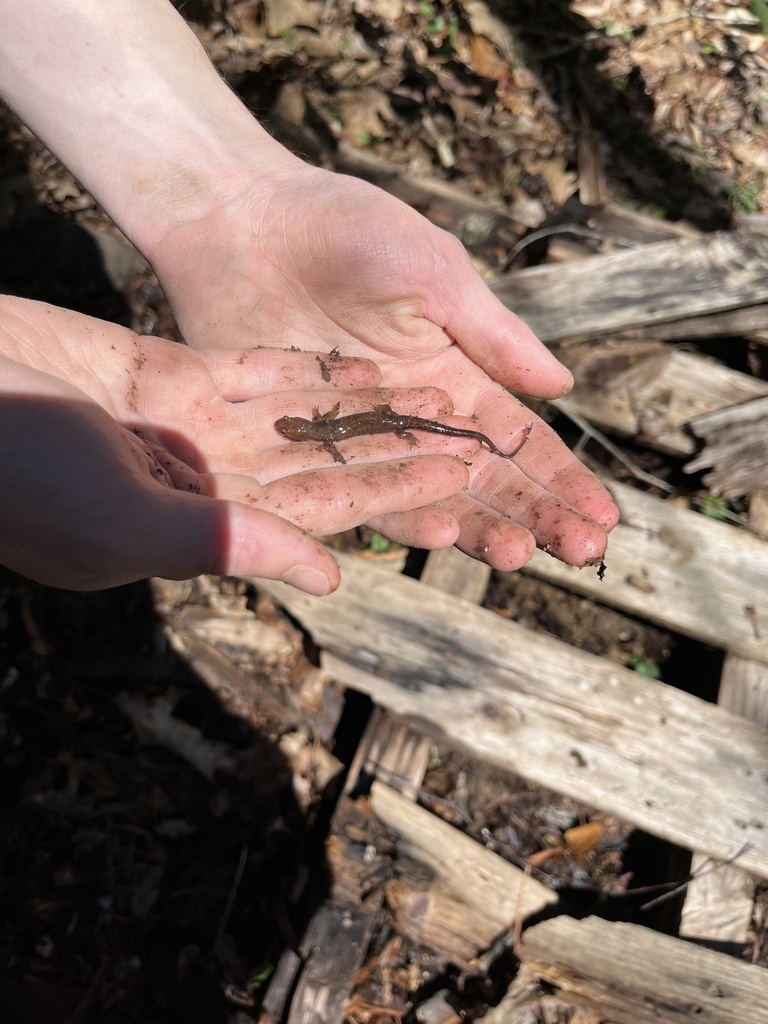 Blue Ridge Dusky Salamander in April 2024 by Matthew · iNaturalist