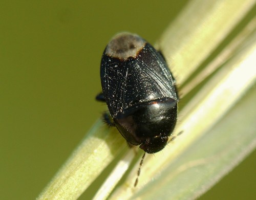 Genus Geotomus · iNaturalist United Kingdom