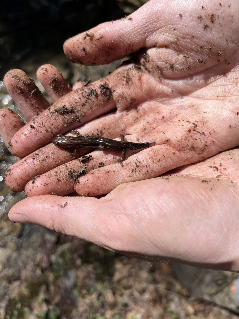 Blue Ridge Dusky Salamander in April 2024 by Matthew · iNaturalist