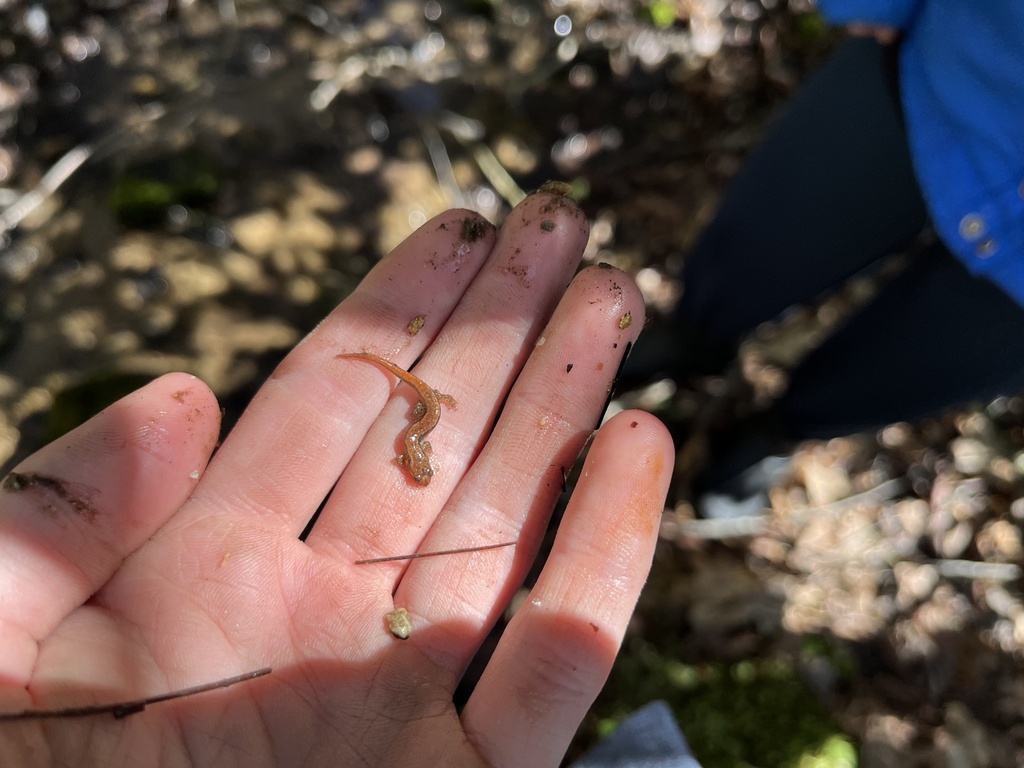 Blue Ridge Dusky Salamander in April 2024 by Matthew · iNaturalist