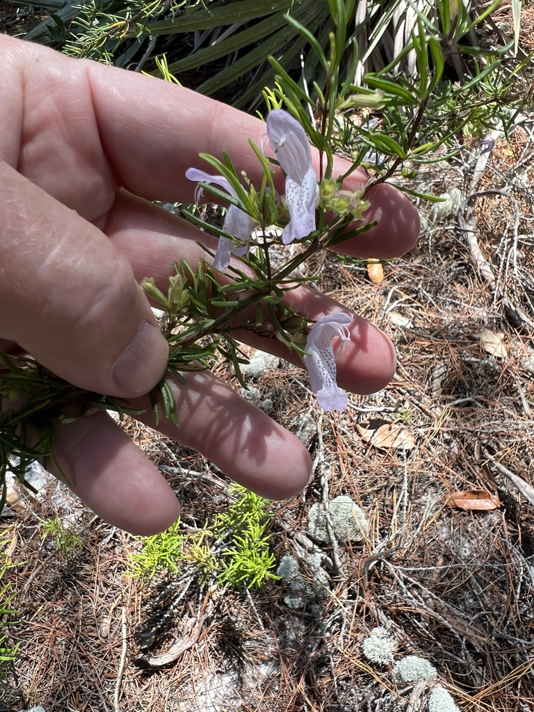 Largeflower False Rosemary from Maggy'S Hammock Park, Stuart, FL, US on ...