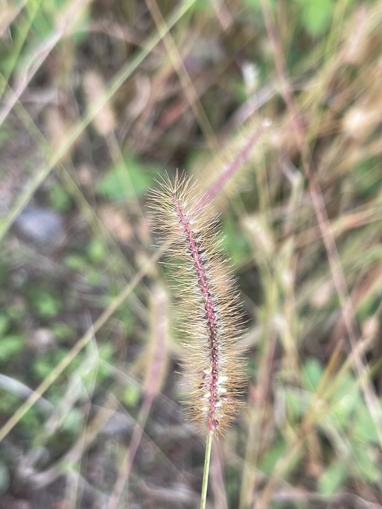 yellow foxtail from Kigali, Kicukiro, RW on April 13, 2024 at 05:10 PM ...