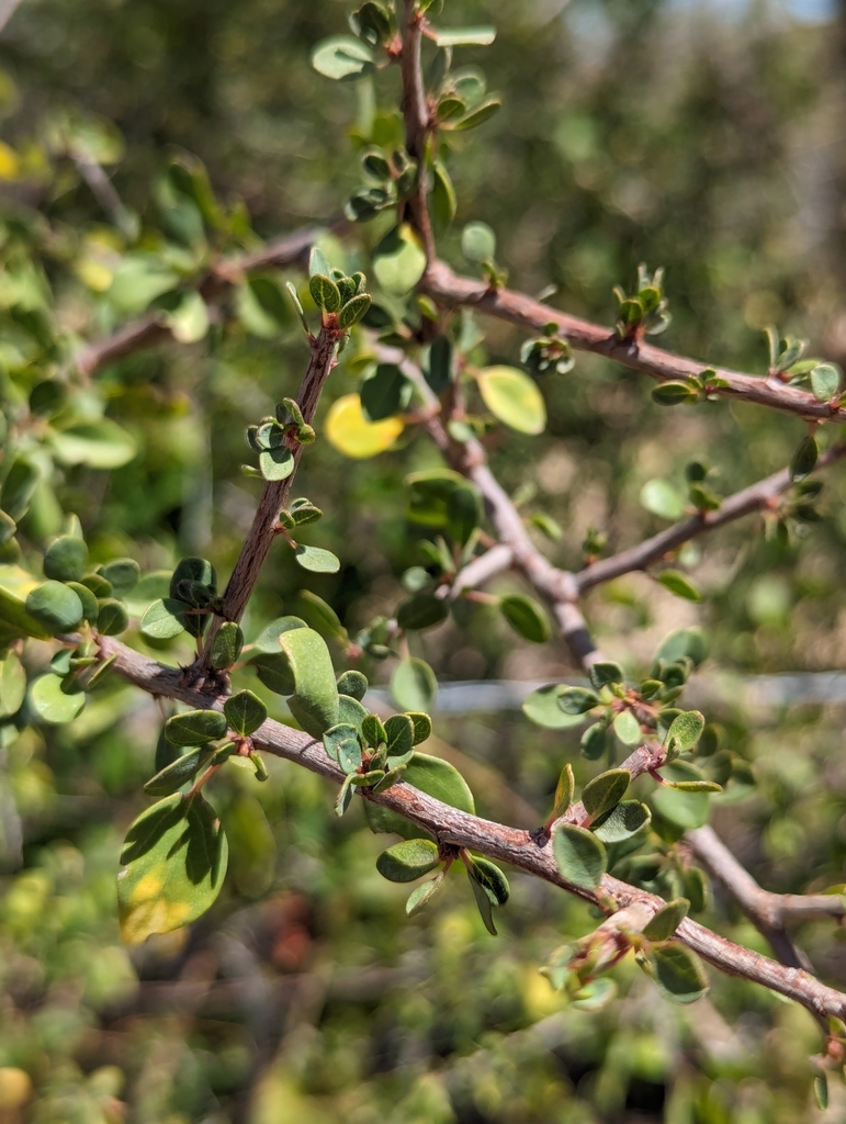 Colubrina viridis from 23208 B.C.S., México on April 13, 2024 at 10:53 ...