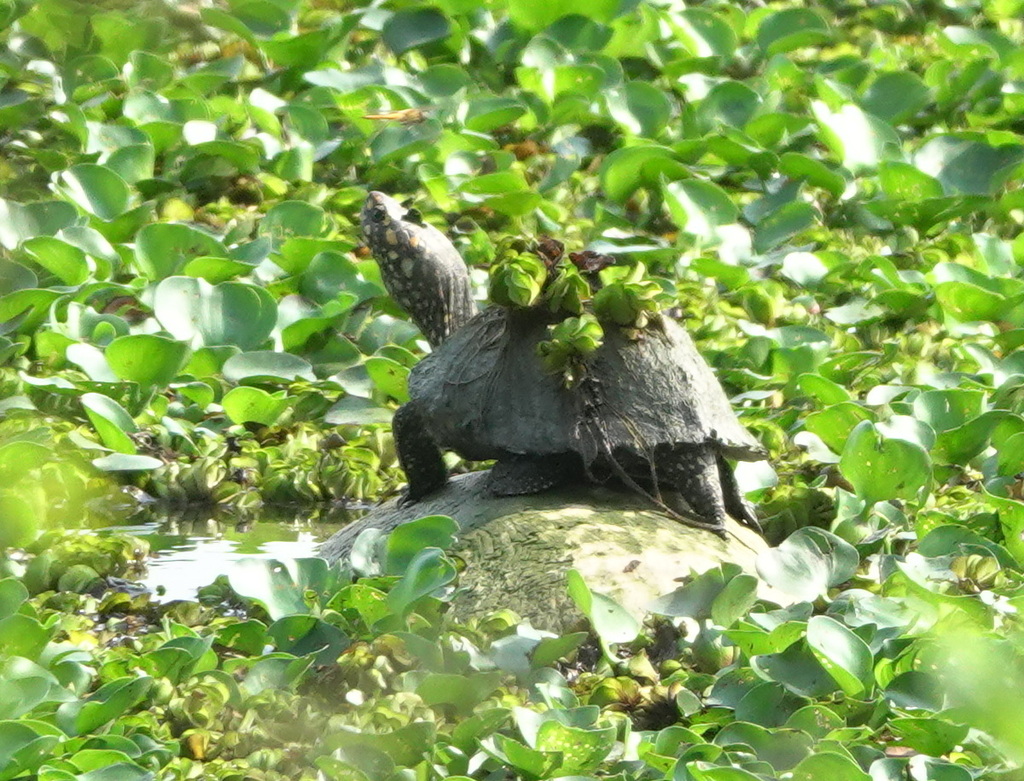Black Pond Turtle in April 2024 by Benoît Segerer · iNaturalist