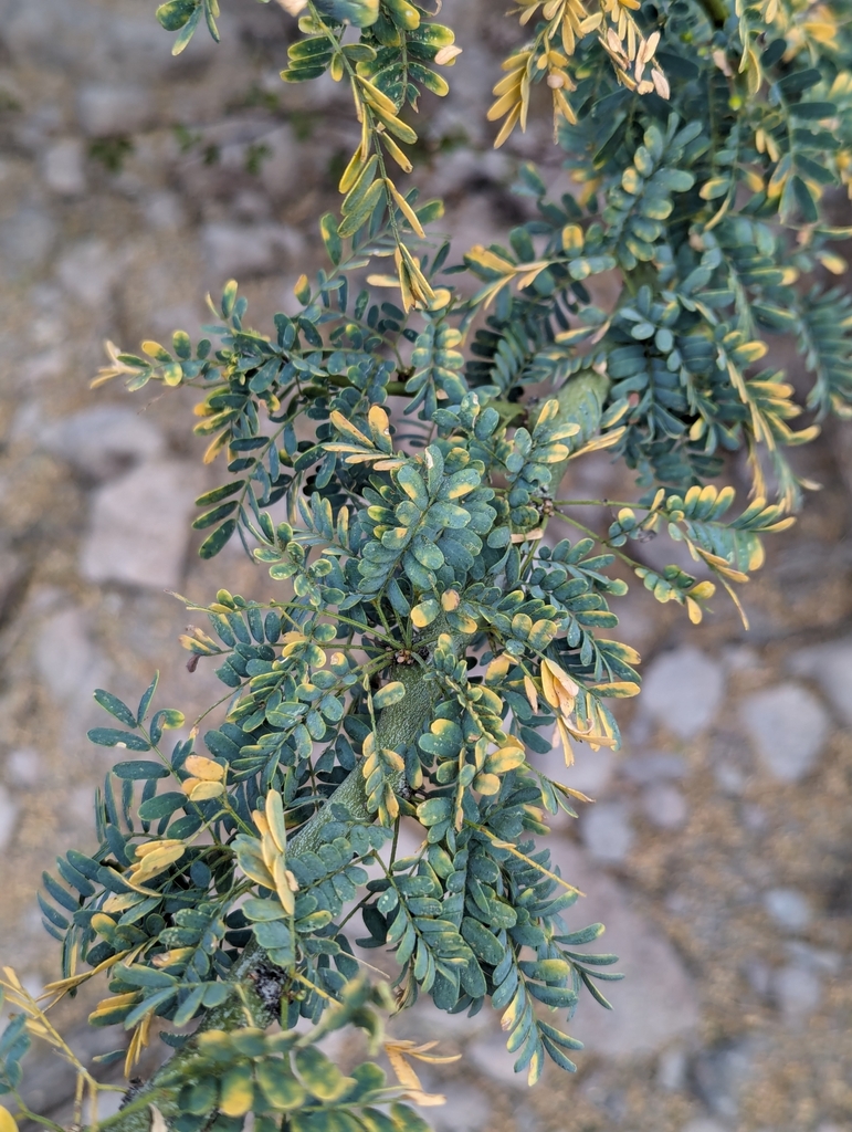 palo brea from 23016 B.C.S., México on April 13, 2024 at 09:31 AM by ...