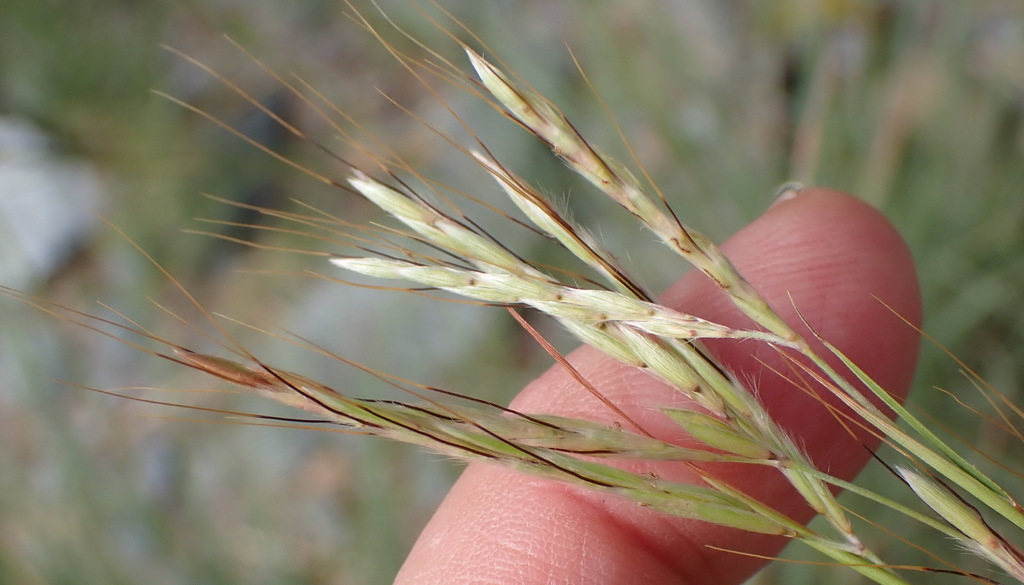 thatching grass from N12, Garden Route District Municipality, South ...