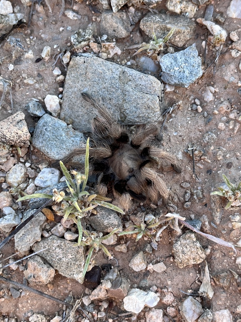 Desert Blonde Tarantula from Saguaro National Park, Tucson, AZ, US on ...