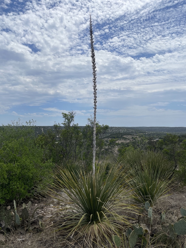 Texas sotol from Rocksprings, TX, US on April 13, 2024 at 01:00 PM by ...