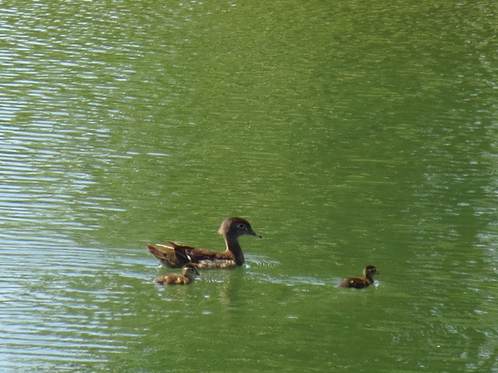Wood Duck from Inglewood Bird Sanctuary, Calgary, AB, CA on July 5 ...