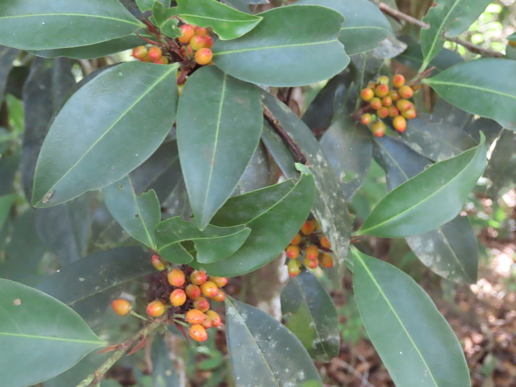 coca trees from Dolega, Provincia de Chiriquí, Panamá on April 13, 2024 ...
