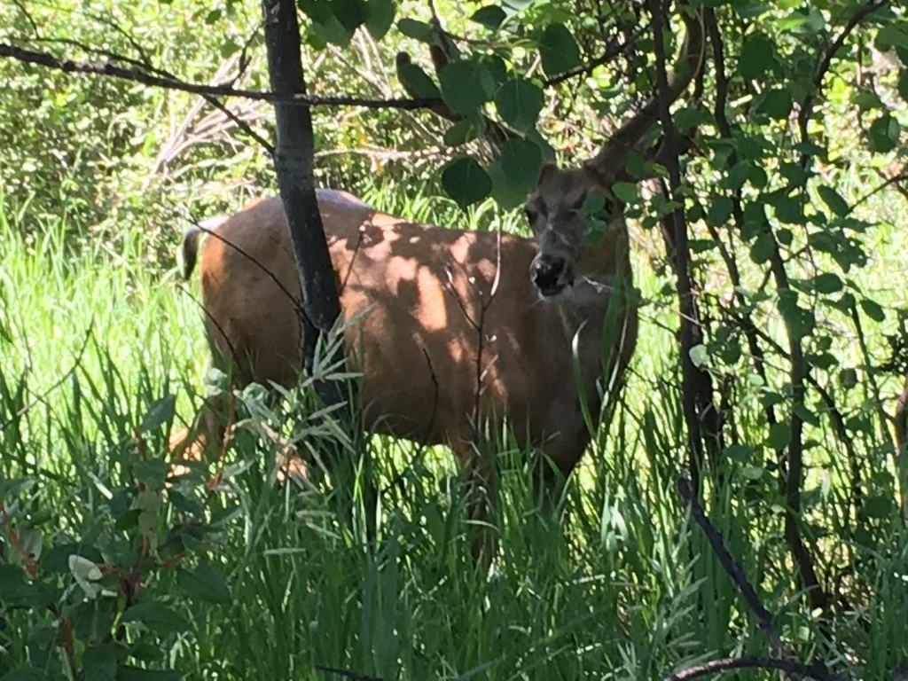 Mule Deer from Inglewood Bird Sanctuary, Calgary, AB, CA on July 6 ...