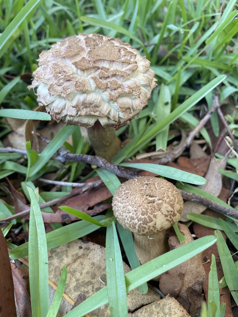 Boletellus from Dixon Dr, Nelson Bay, NSW, AU on April 14, 2024 at 07: ...