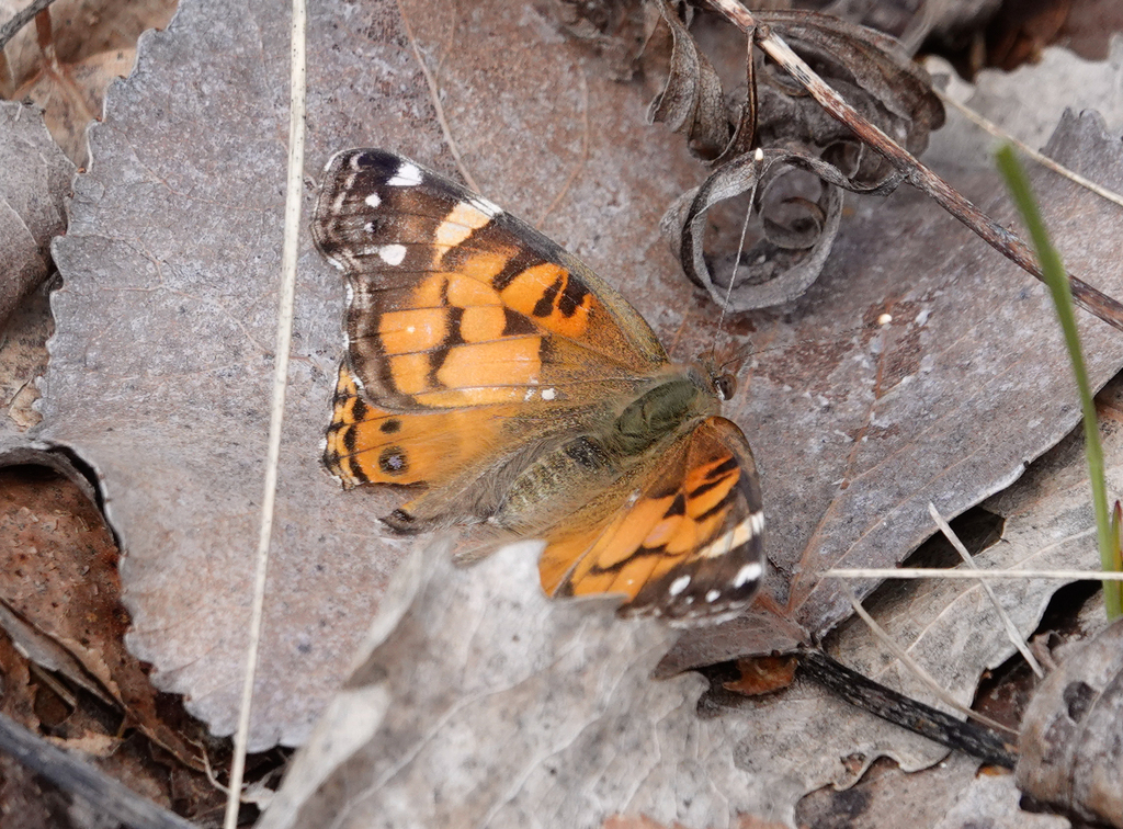 American Lady from South Riverdale, Toronto, ON, Canada on April 13 ...