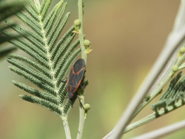 Eastern Boxelder Bug from Limache, Valparaíso, Chile on April 13, 2024 ...