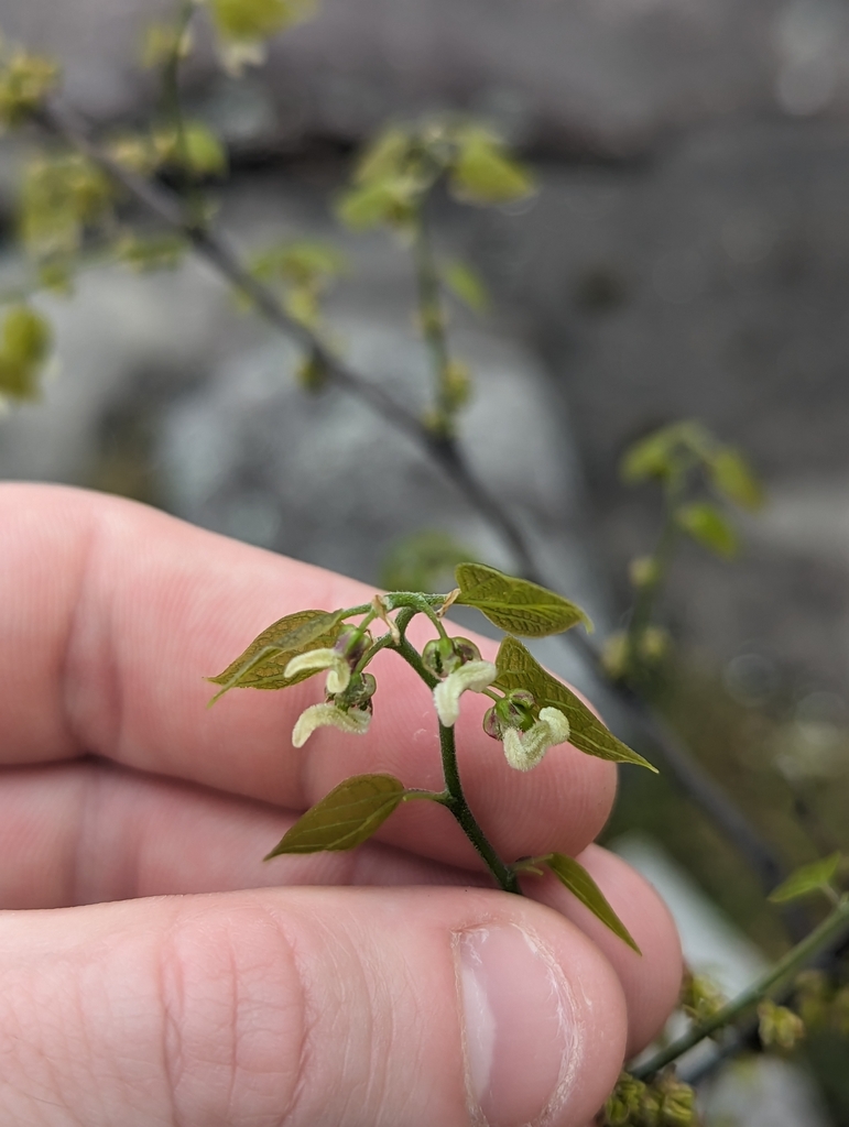 Dwarf Hackberry from Top of The Mountain Building, Stone Mountain, GA ...